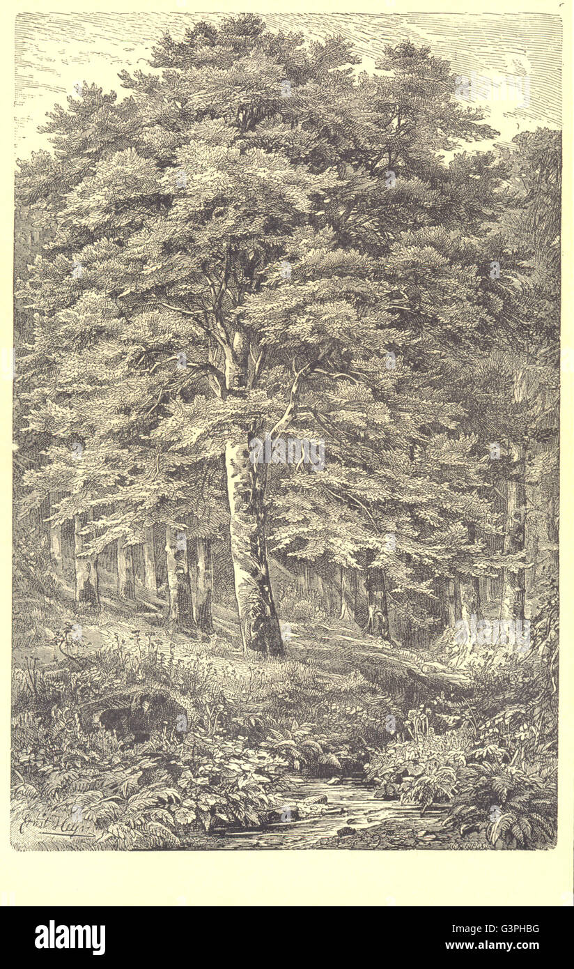 Beech tree illustration hi-res stock photography and images - Alamy
