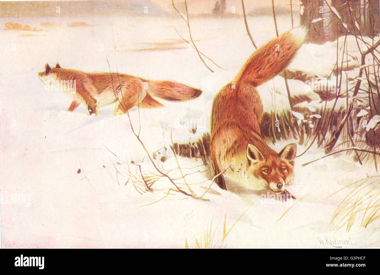 FOXES: Red Fox, antique print 1907 Stock Photo - Alamy