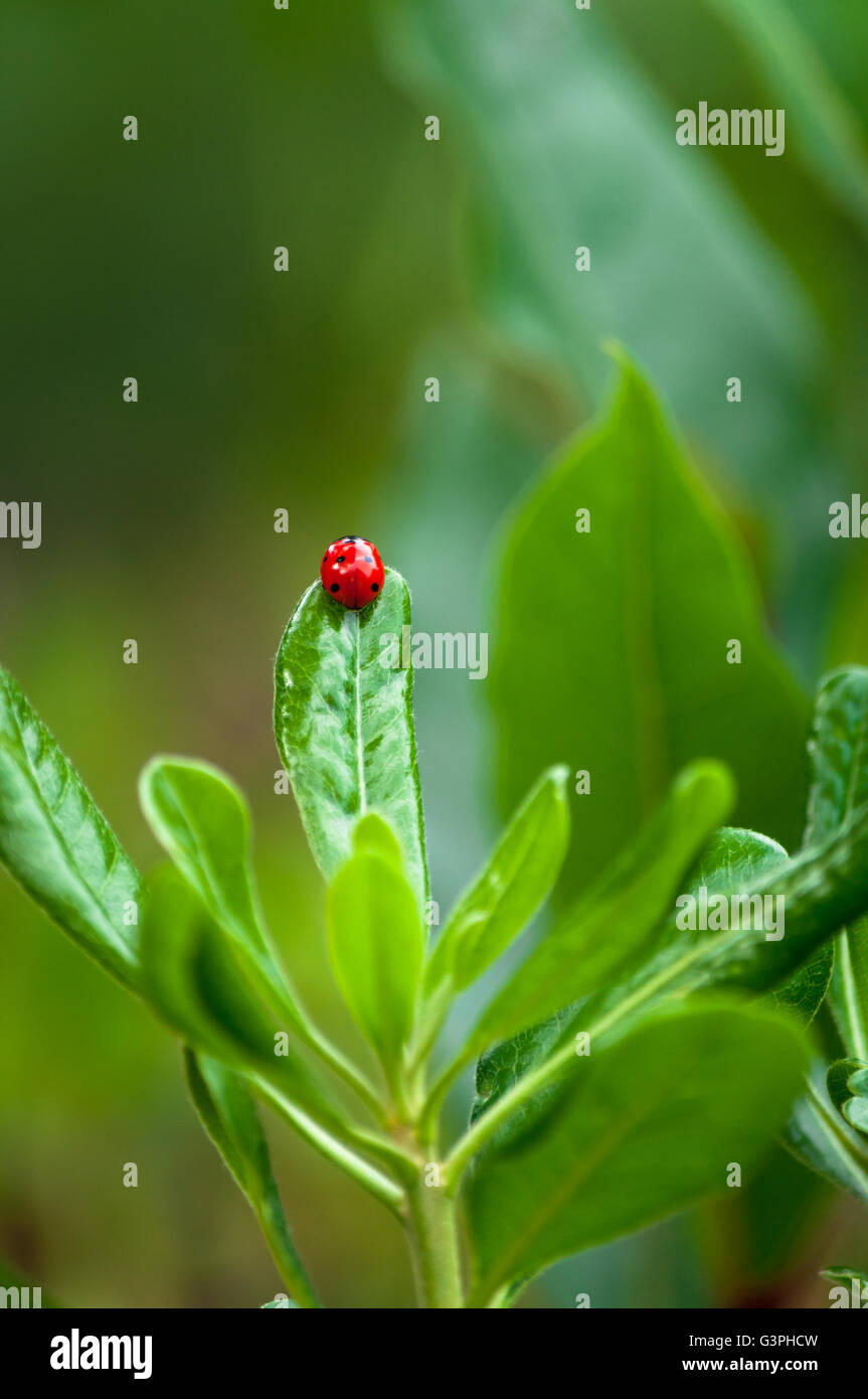 Ladybug in a garden hi-res stock photography and images - Alamy