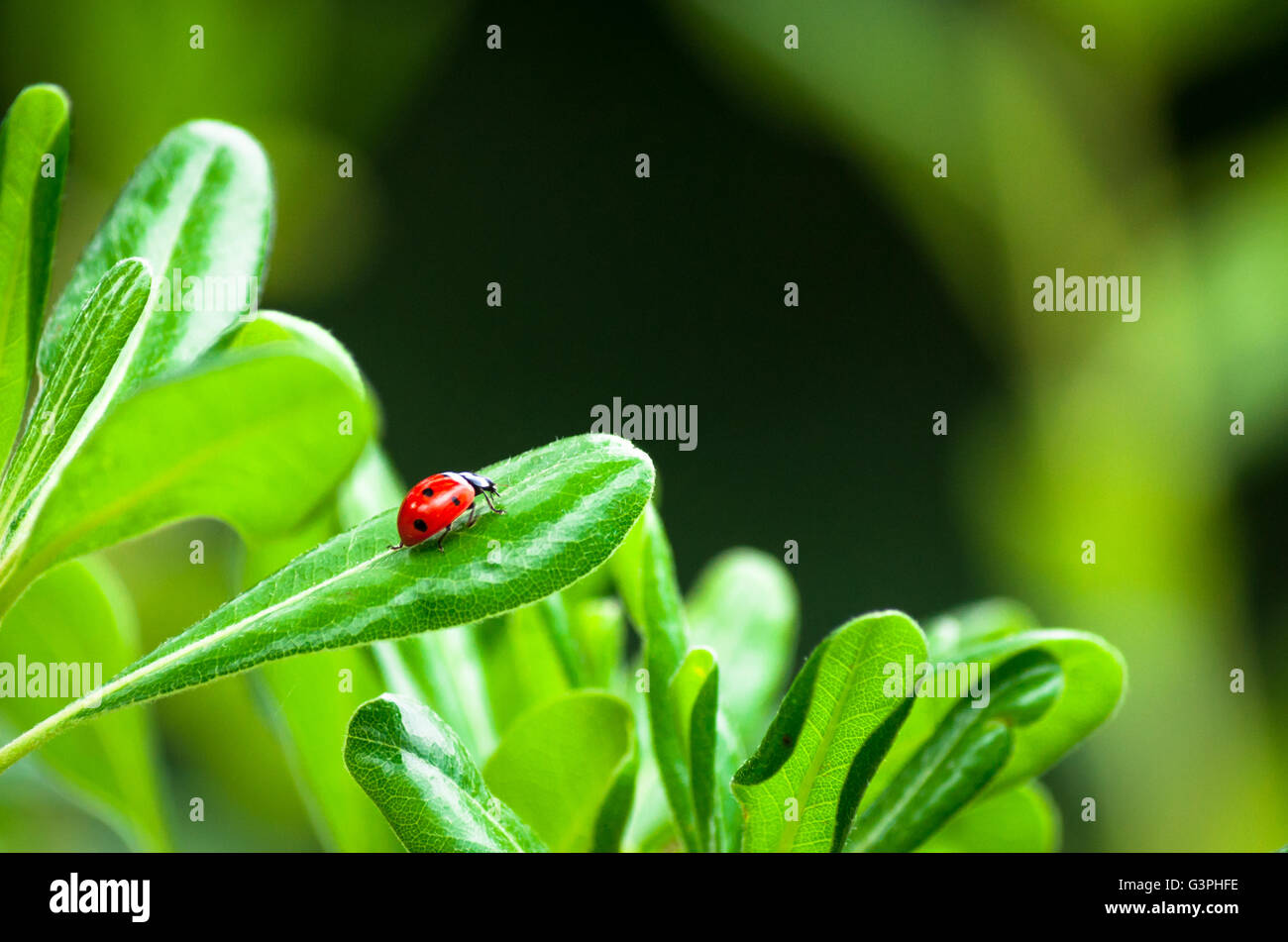 Ladybug in the garden hi-res stock photography and images - Alamy