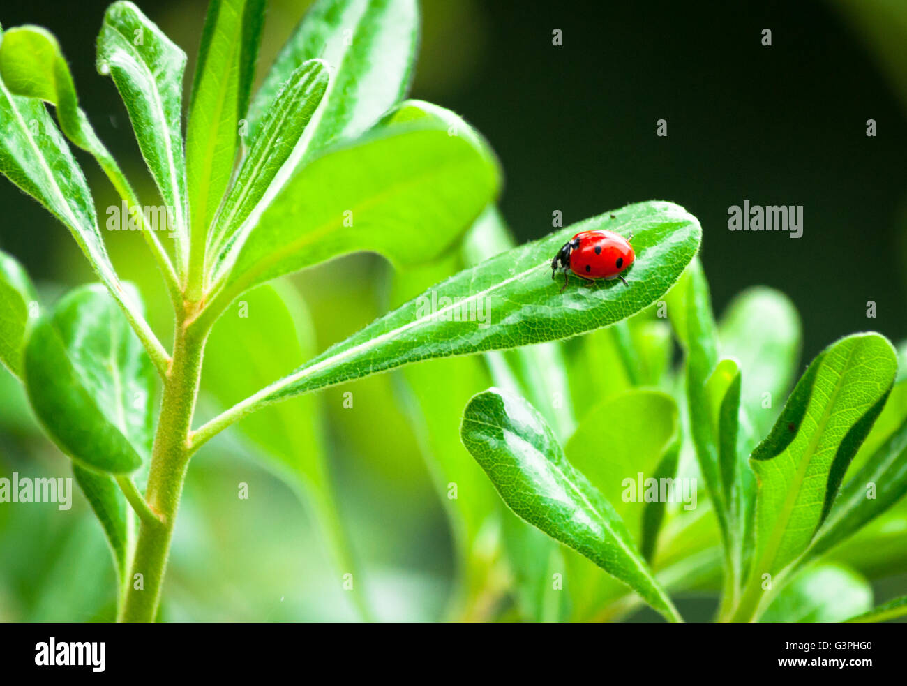 Ladybug on leaf hi-res stock photography and images - Alamy
