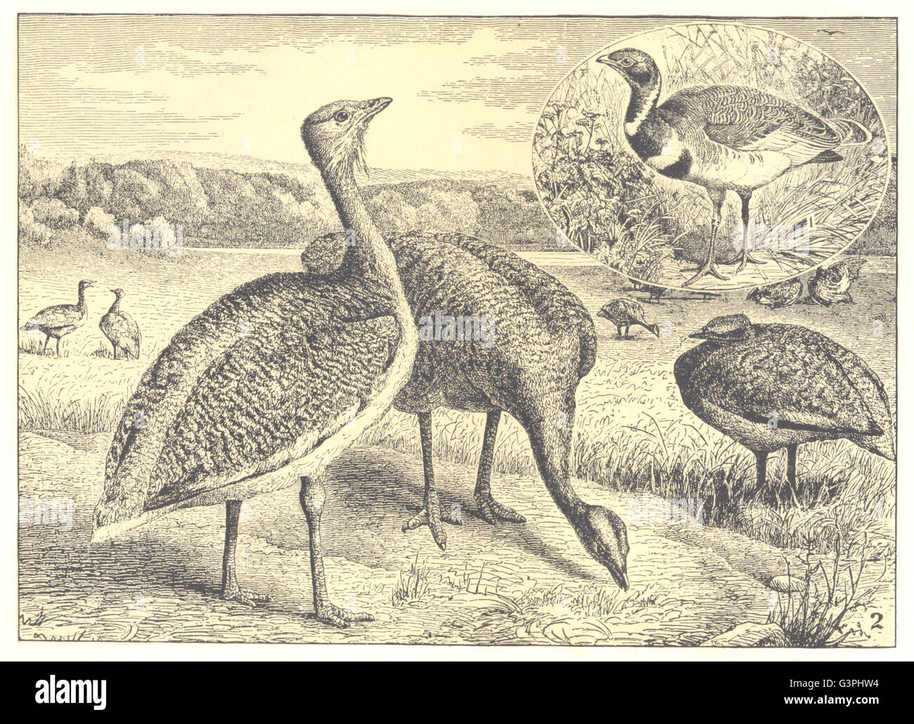 Great bustard illustration hi-res stock photography and images - Alamy