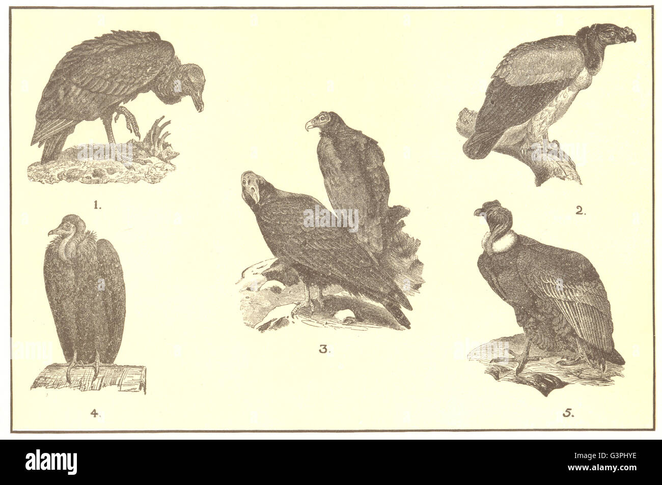 BIRDS OF PREY: Carrion Crow King Vulture Turkey Buzzard Pileated Condor ...