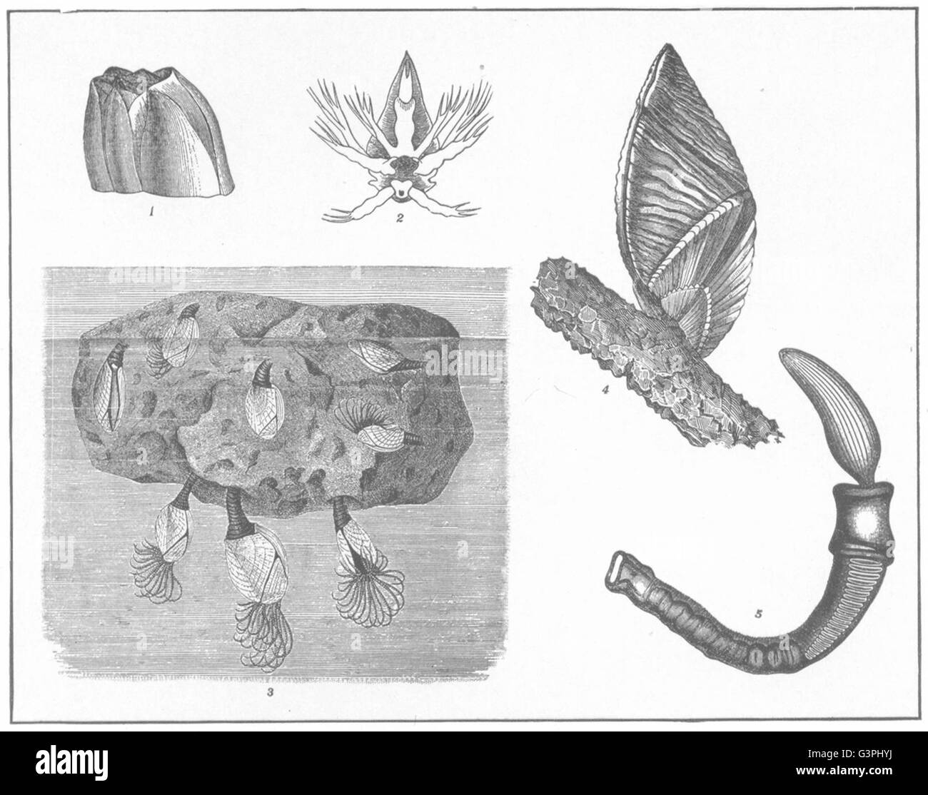 Balanoglossus hi-res stock photography and images - Alamy