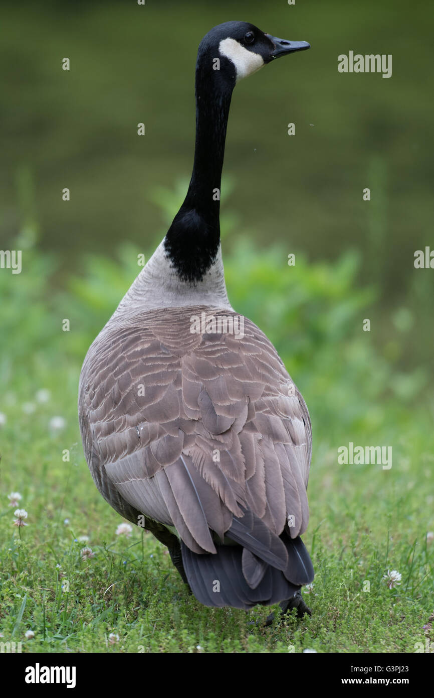 Beak texture hi-res stock photography and images - Alamy