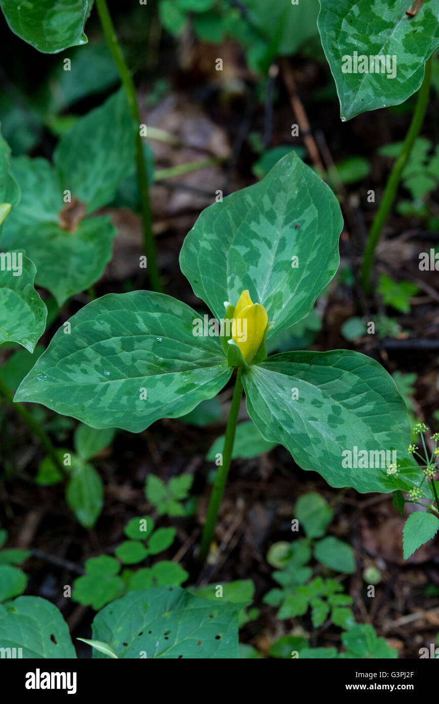 Yellow Trillium Opens in Spring in the Smoky Mountains Stock Photo - Alamy