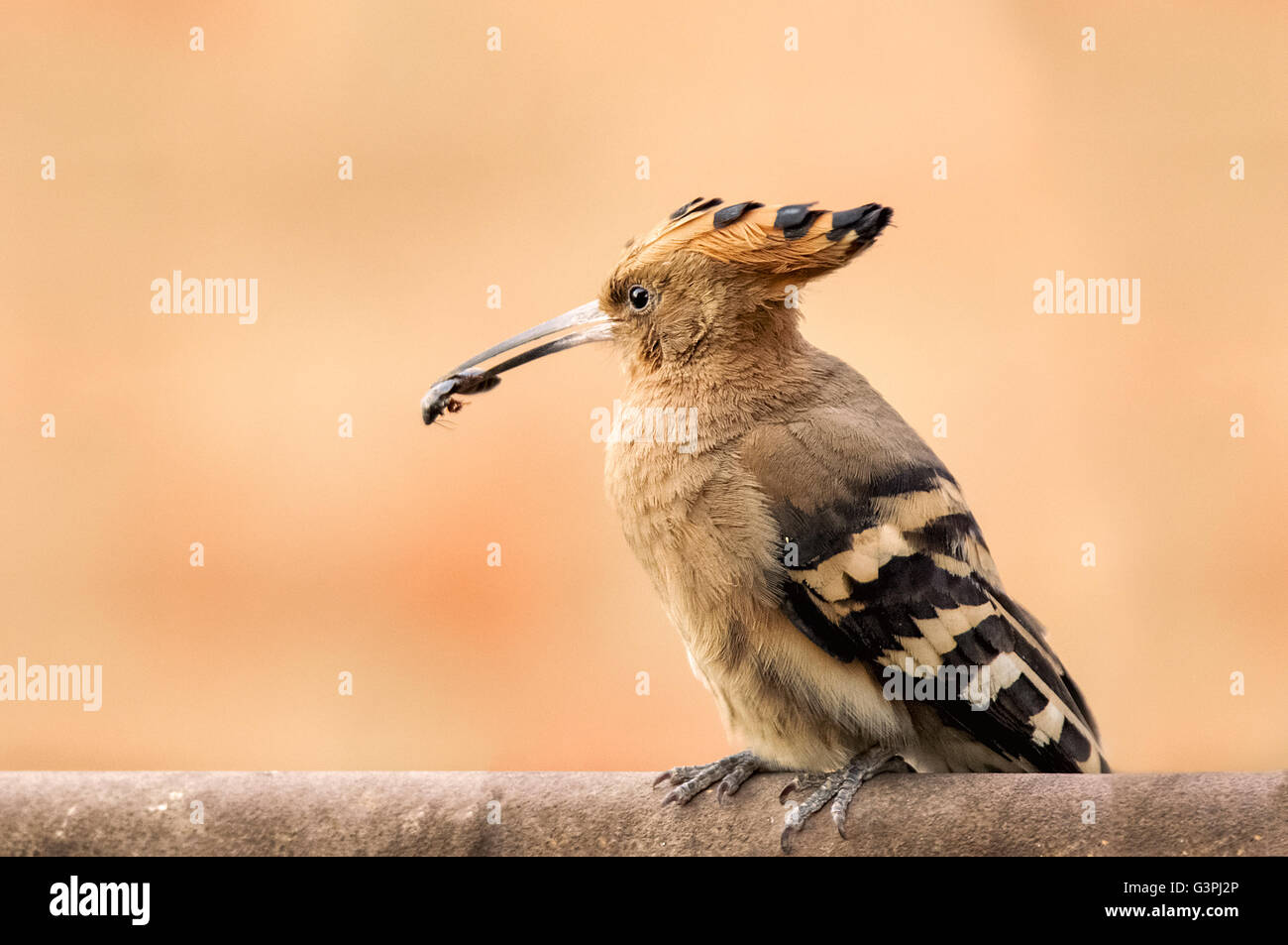 Hoopoe with catch hi-res stock photography and images - Alamy