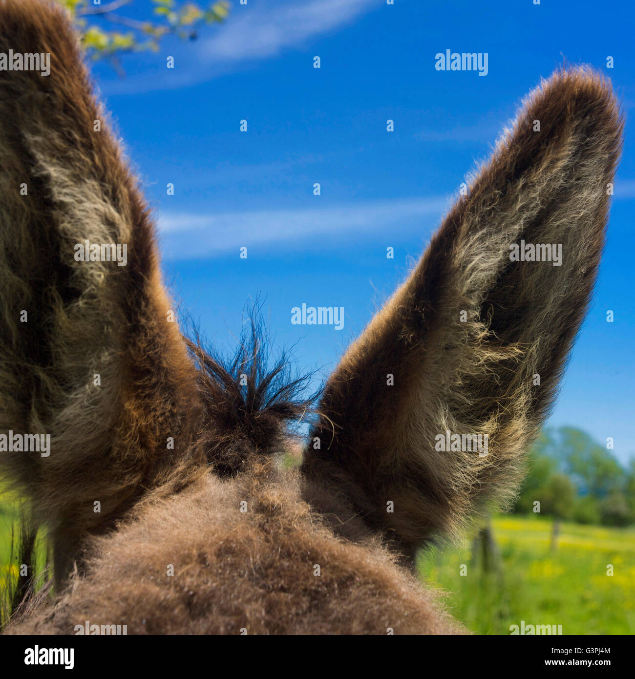 Donkey's ears, closeup Stock Photo - Alamy