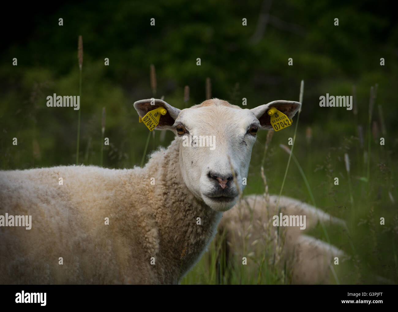 Sheep identification hi-res stock photography and images - Alamy