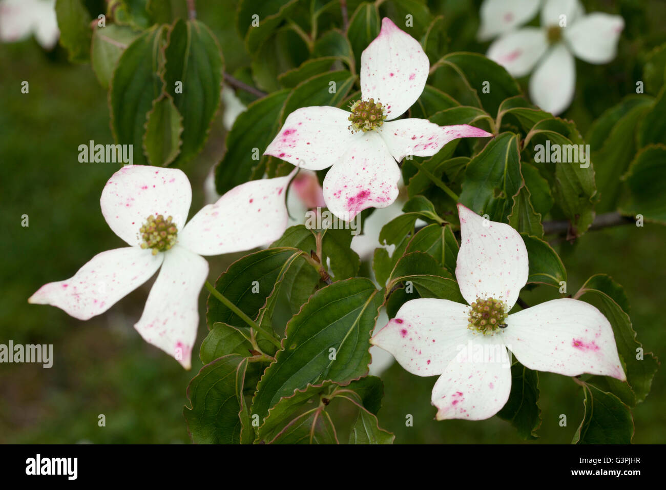 Kousa dogwood cornus kousa hi-res stock photography and images - Alamy