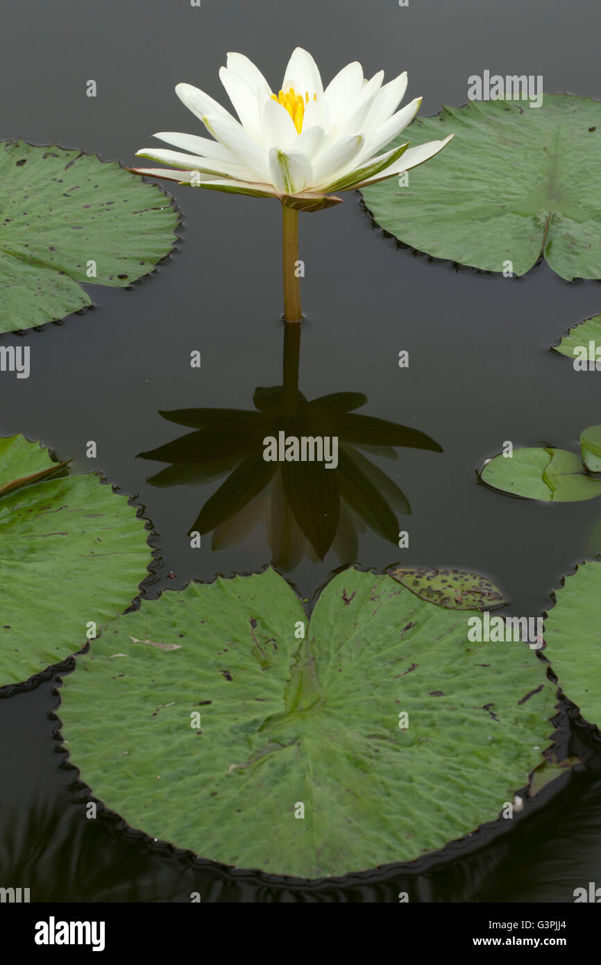 Water Lily (Nymphaea sp.), Westphalia Park, Dortmund, Ruhr Area, North ...