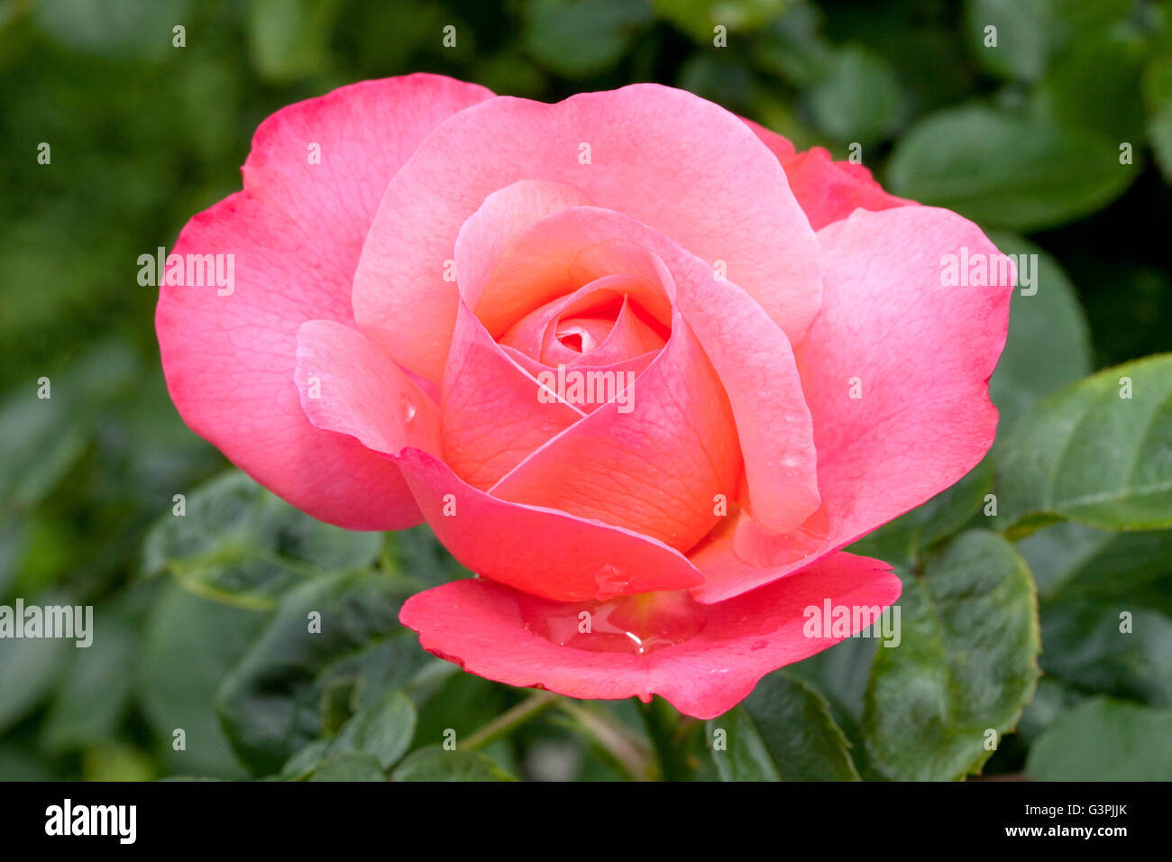Rambler rose species High Resolution Stock Photography and Images - Alamy