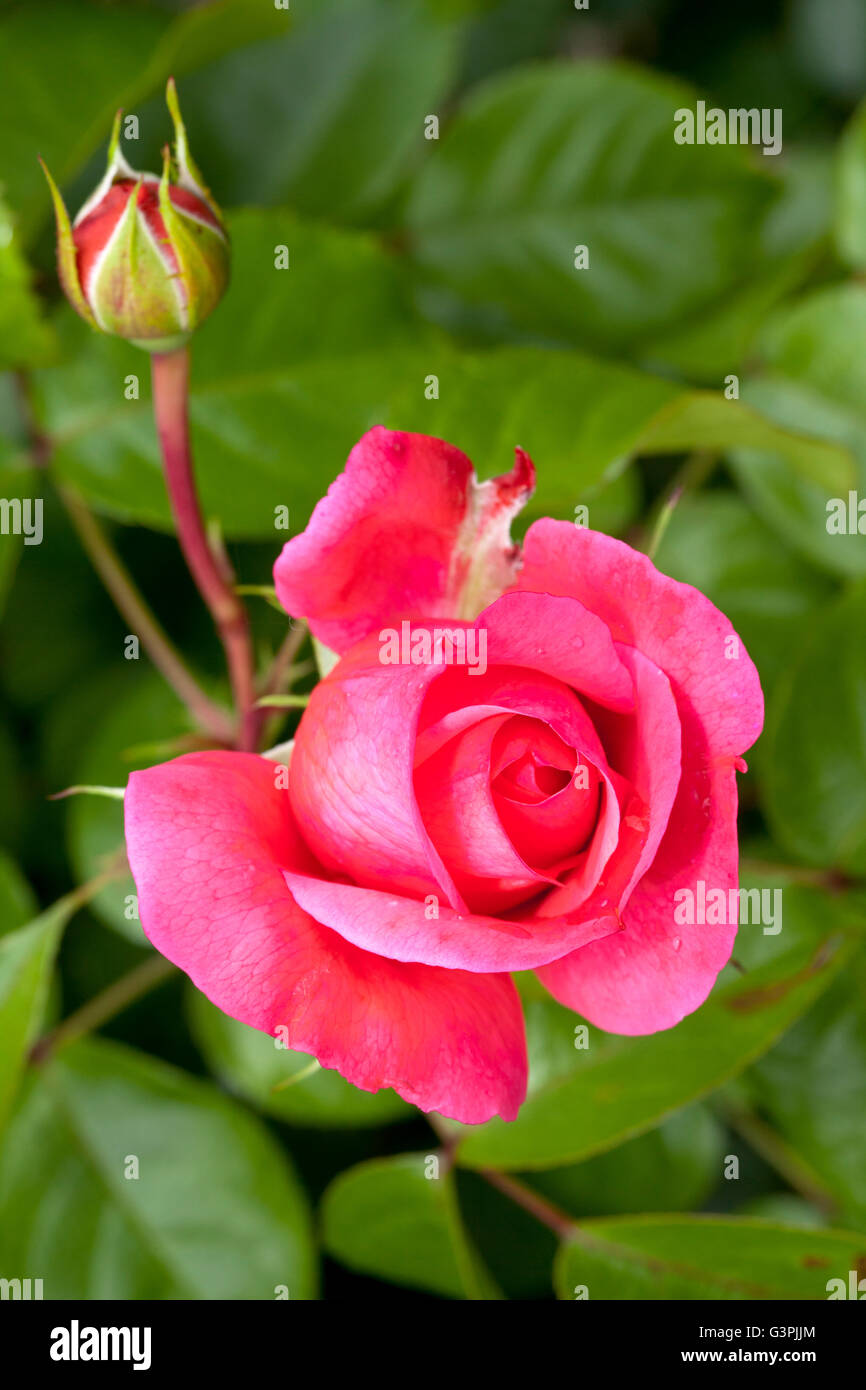 Climbing Rose, Rosanna (Rosa), Westphalia Park, Dortmund, Ruhr Area ...