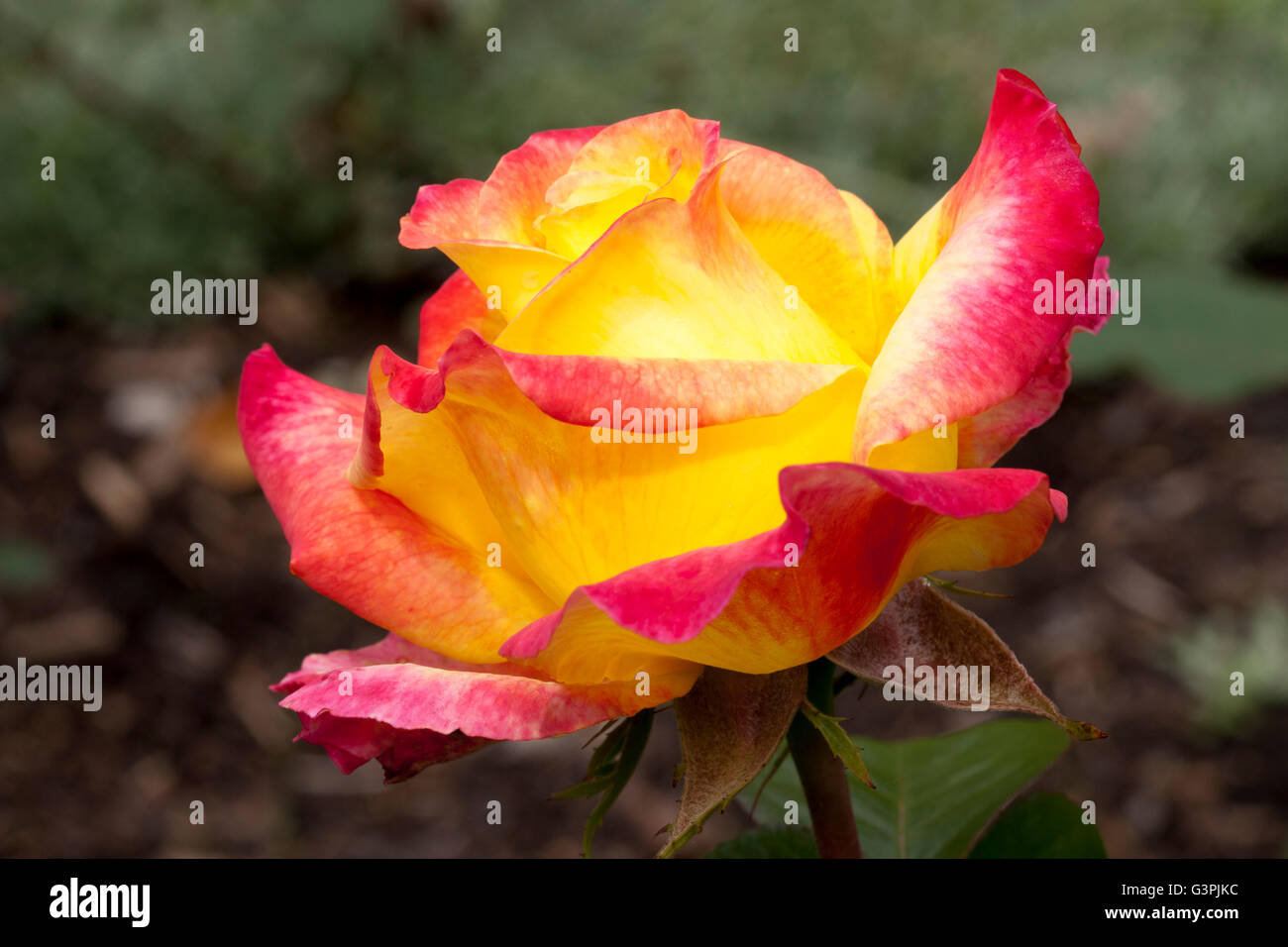 Rose orient express hi-res stock photography and images - Alamy