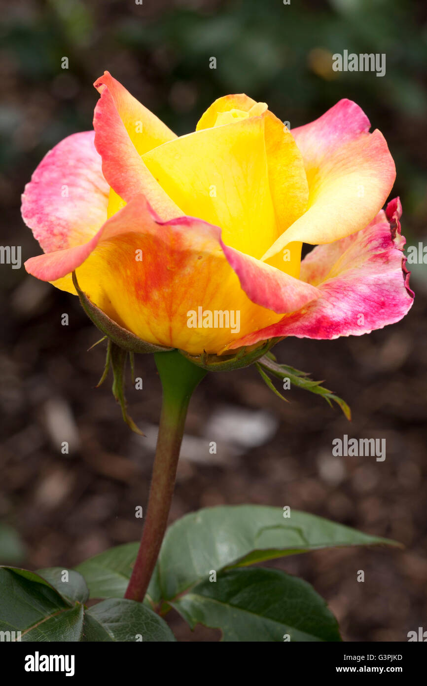 Rosa orient express hi-res stock photography and images - Alamy