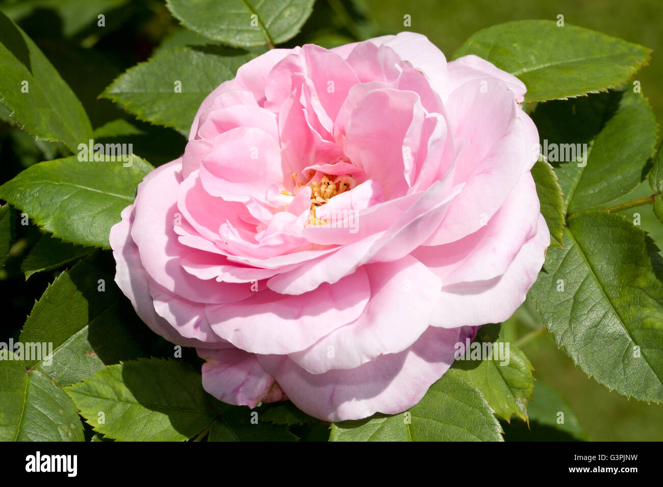 Types rothschild hi-res stock photography and images - Alamy