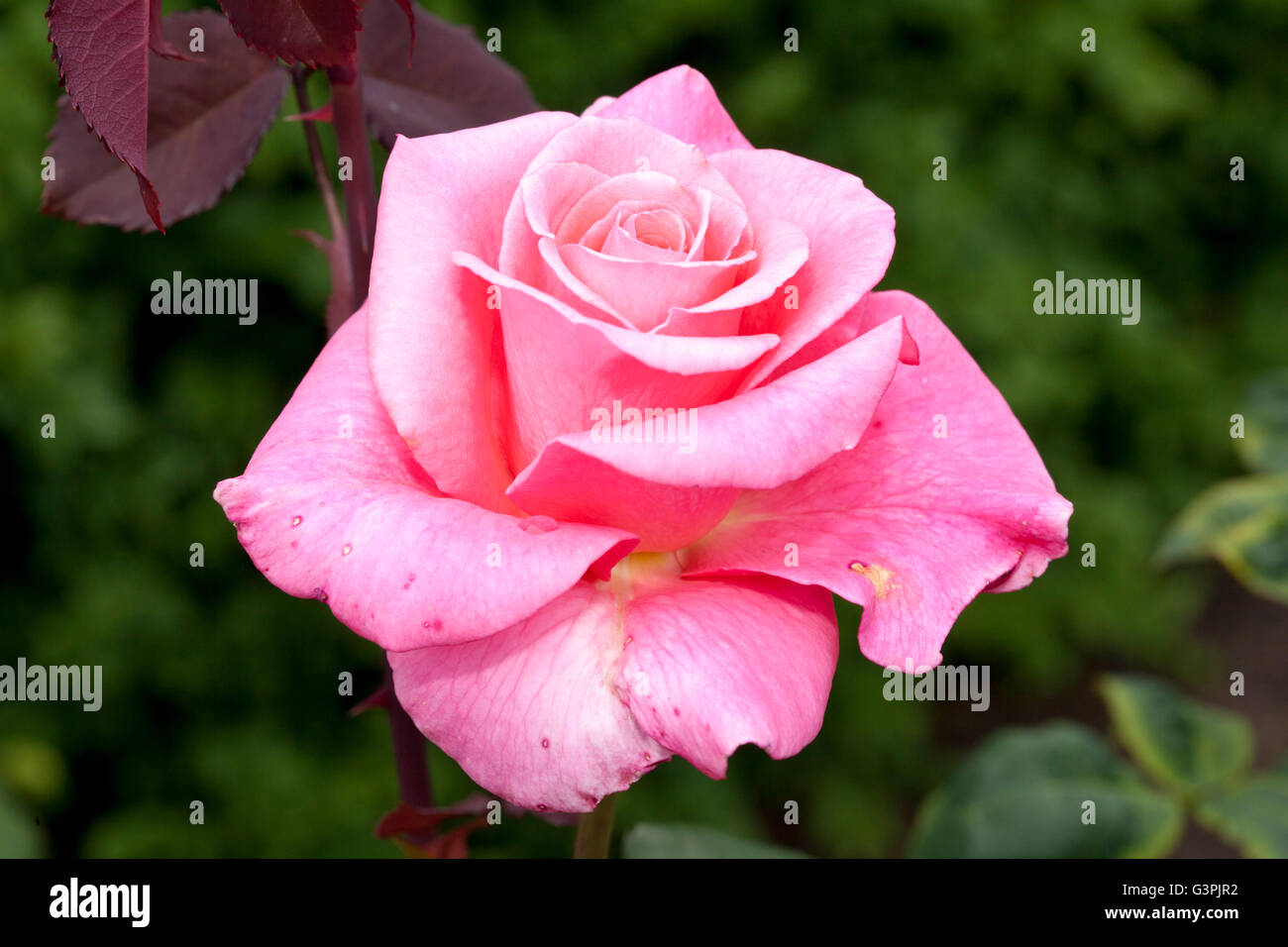 Hybrid tea rose (Rosa), "Sylvia", Westfalenpark, Dortmund, North Rhine ...