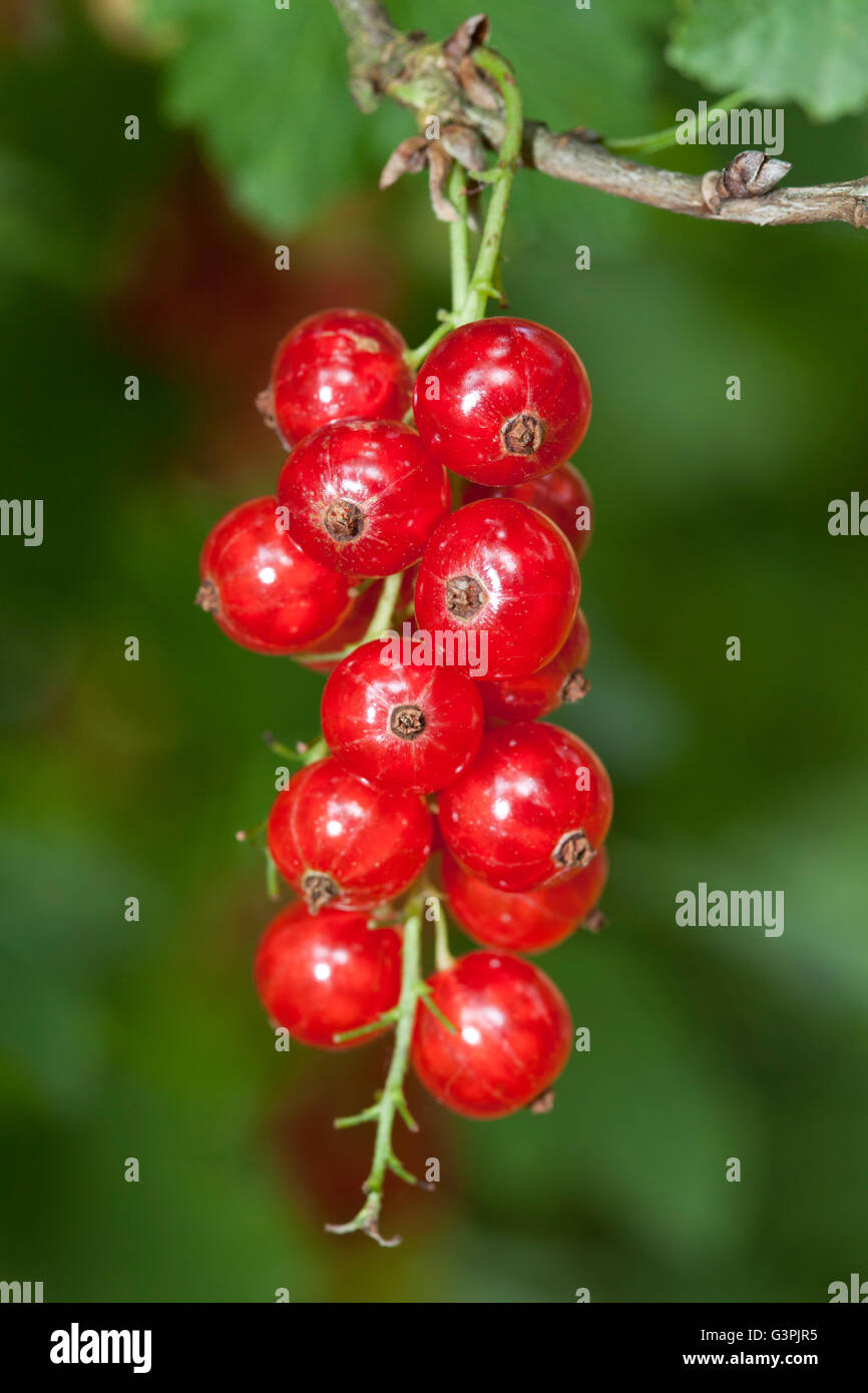 Ribes Garden High Resolution Stock Photography and Images - Alamy