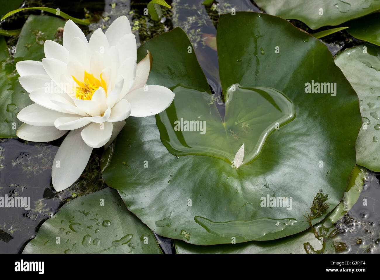 Water Lily (Nymphaea), Botanical Garden, Bochum, North Rhine-Westphalia ...