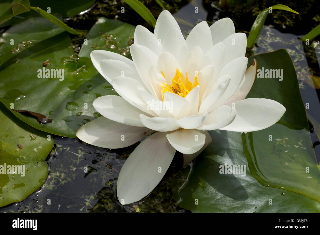 Water Lily (Nymphaea), Botanical Garden, Bochum, North Rhine-Westphalia ...