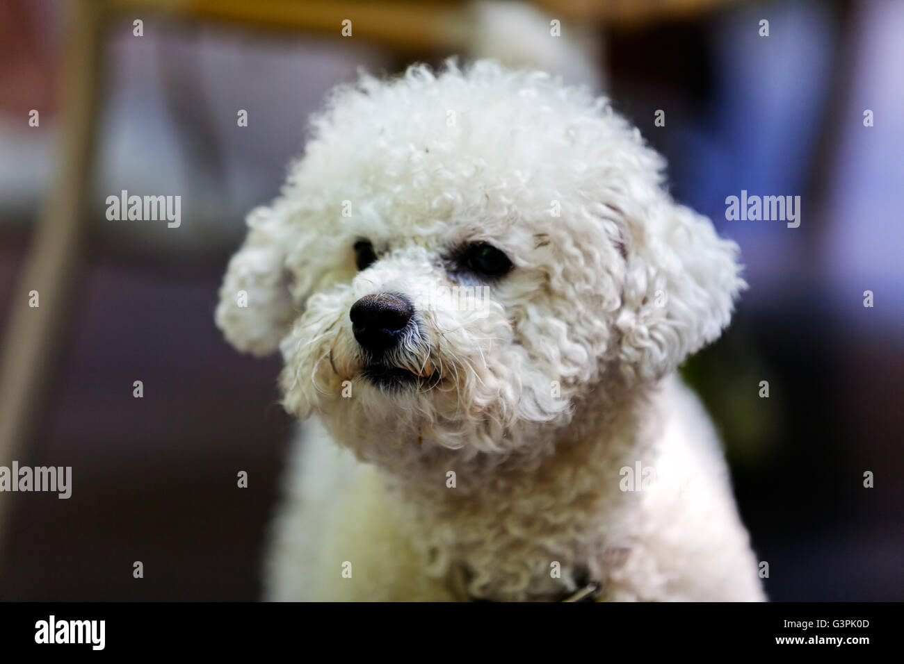 cute small bichon in the park, notice shallow depth of field Stock ...