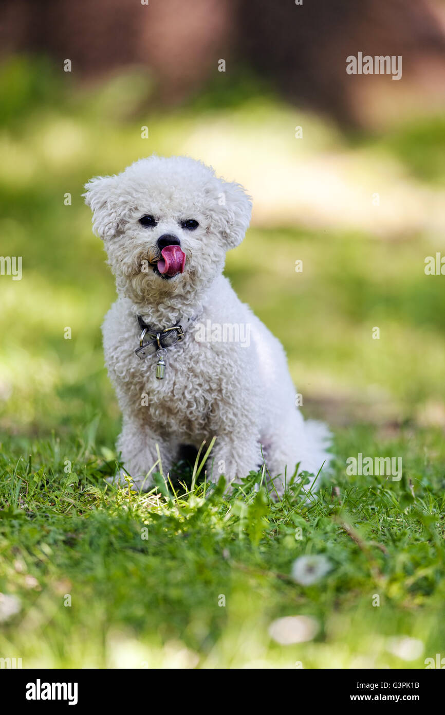 cute small bichon sitting in grass in the park, notice: shallow depth ...