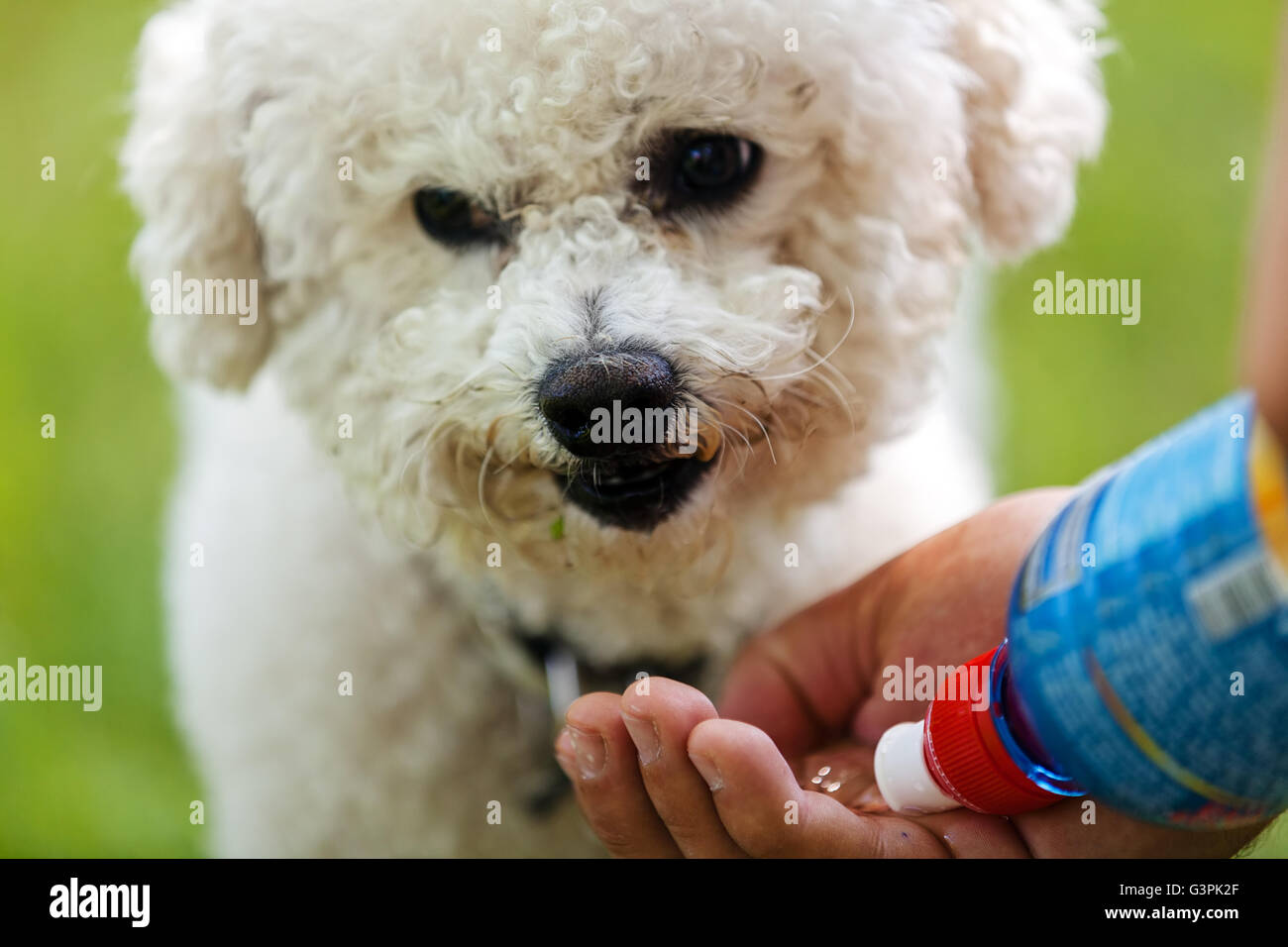 cute small bichon drinking water from owners hand in the park, notice ...
