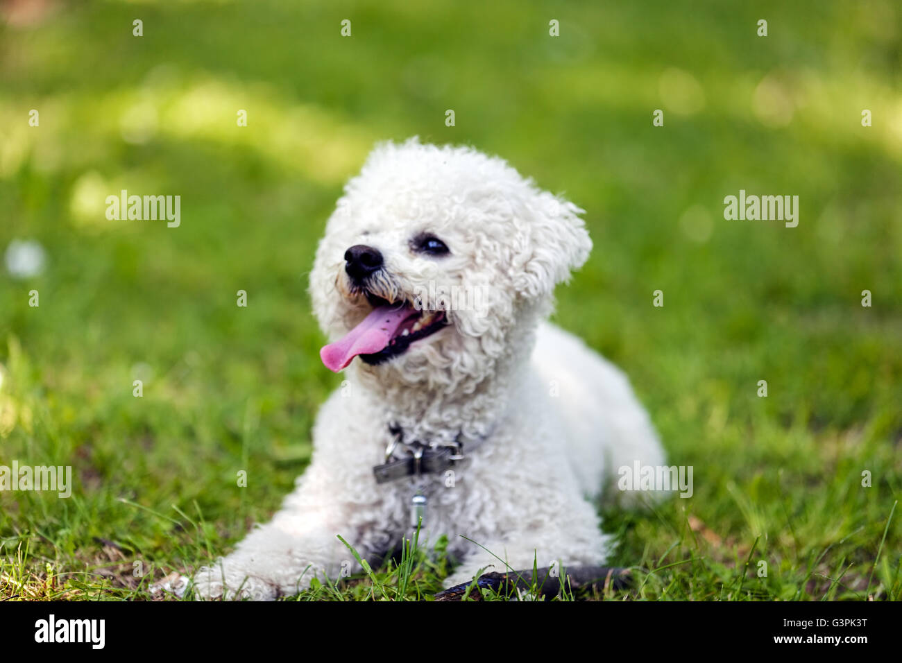 cute small bichon laying in grass in the park, notice: shallow depth of ...