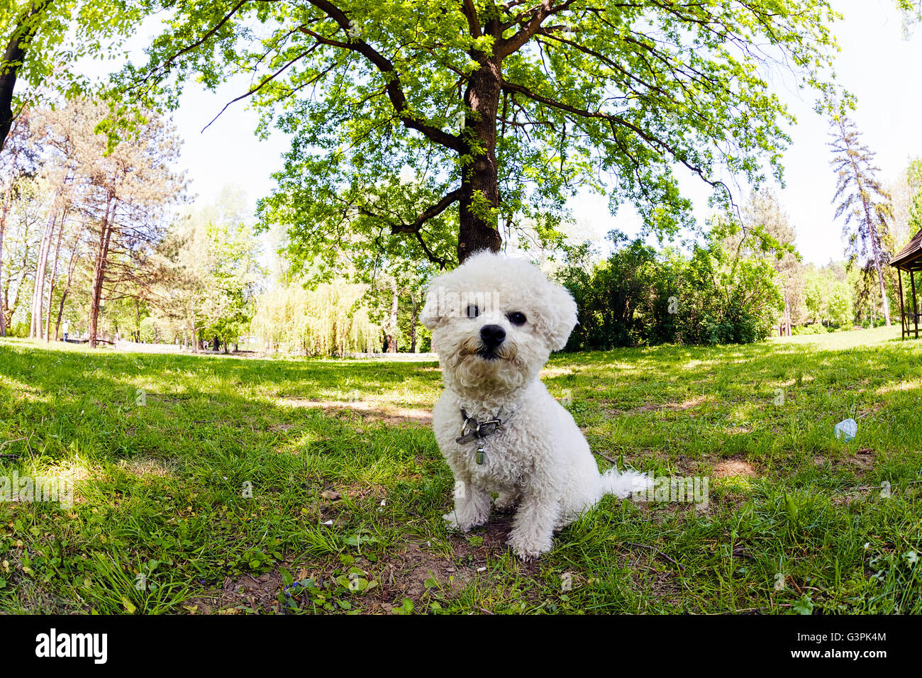 cute small bichon sitting in grass in the park, notice: shallow depth ...