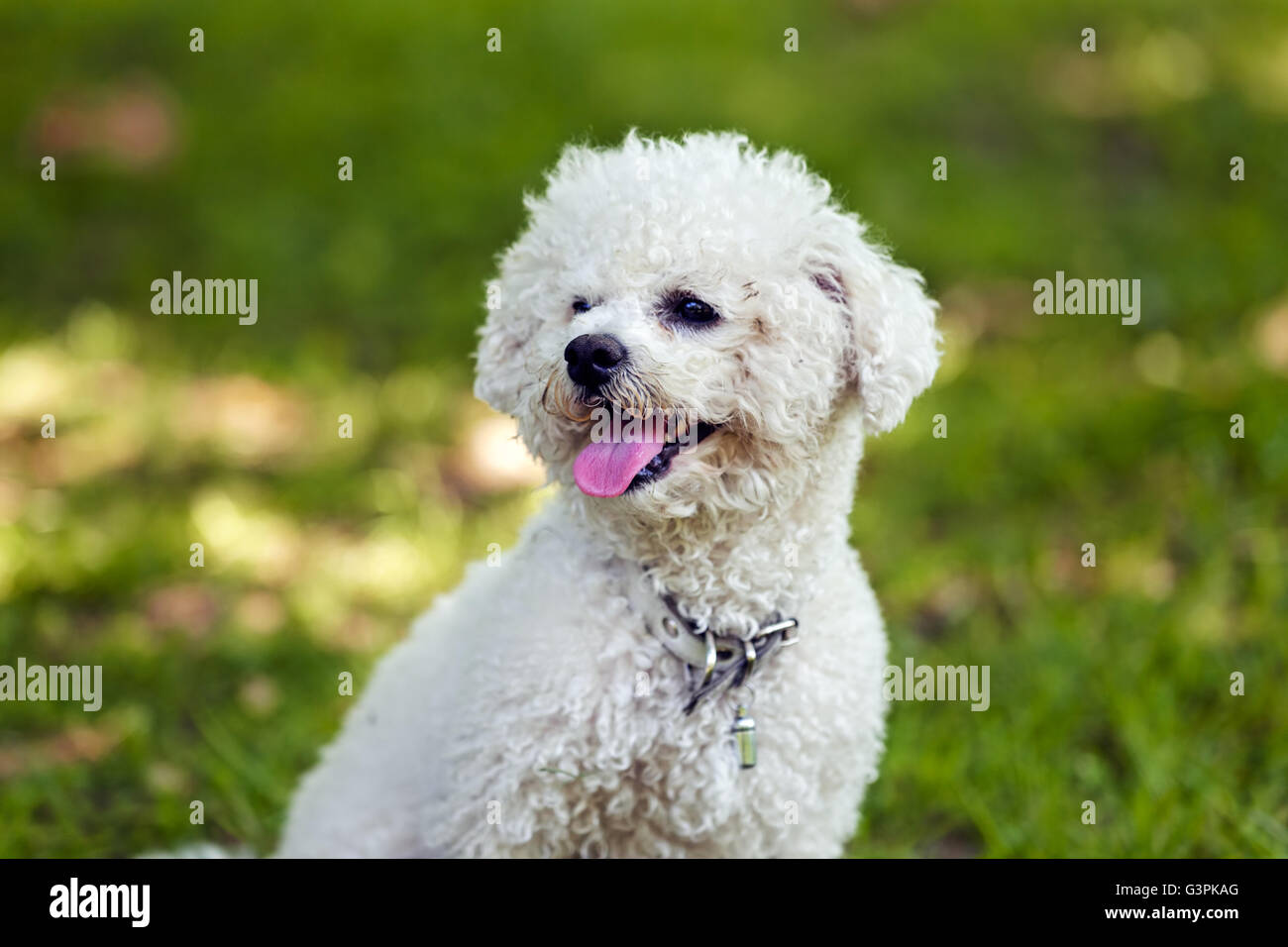 cute small bichon sitting in grass in the park, notice: shallow depth ...