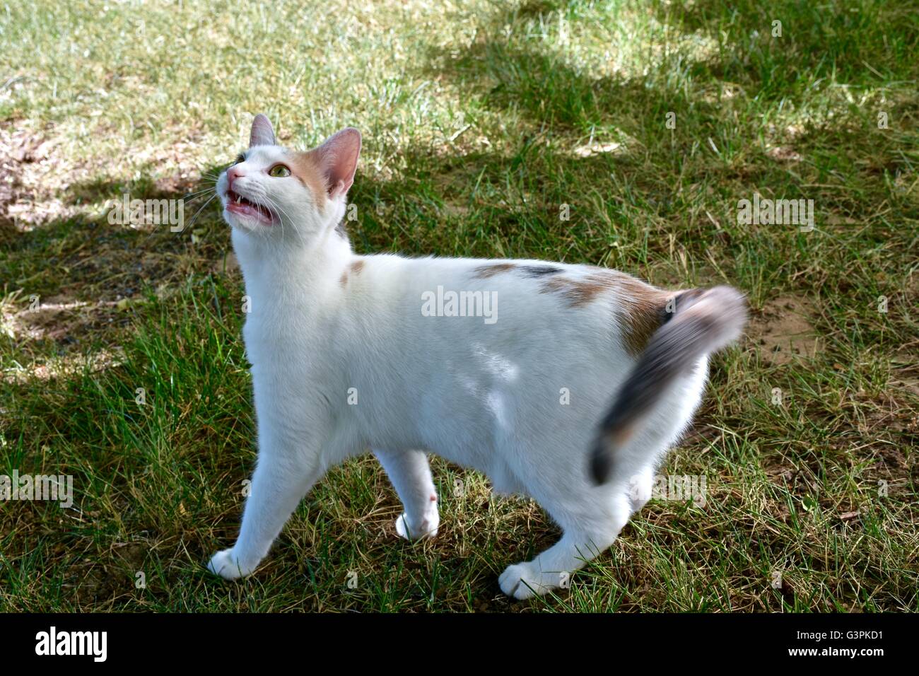A beautiful white cat playing outside on a warm summer day Stock Photo ...