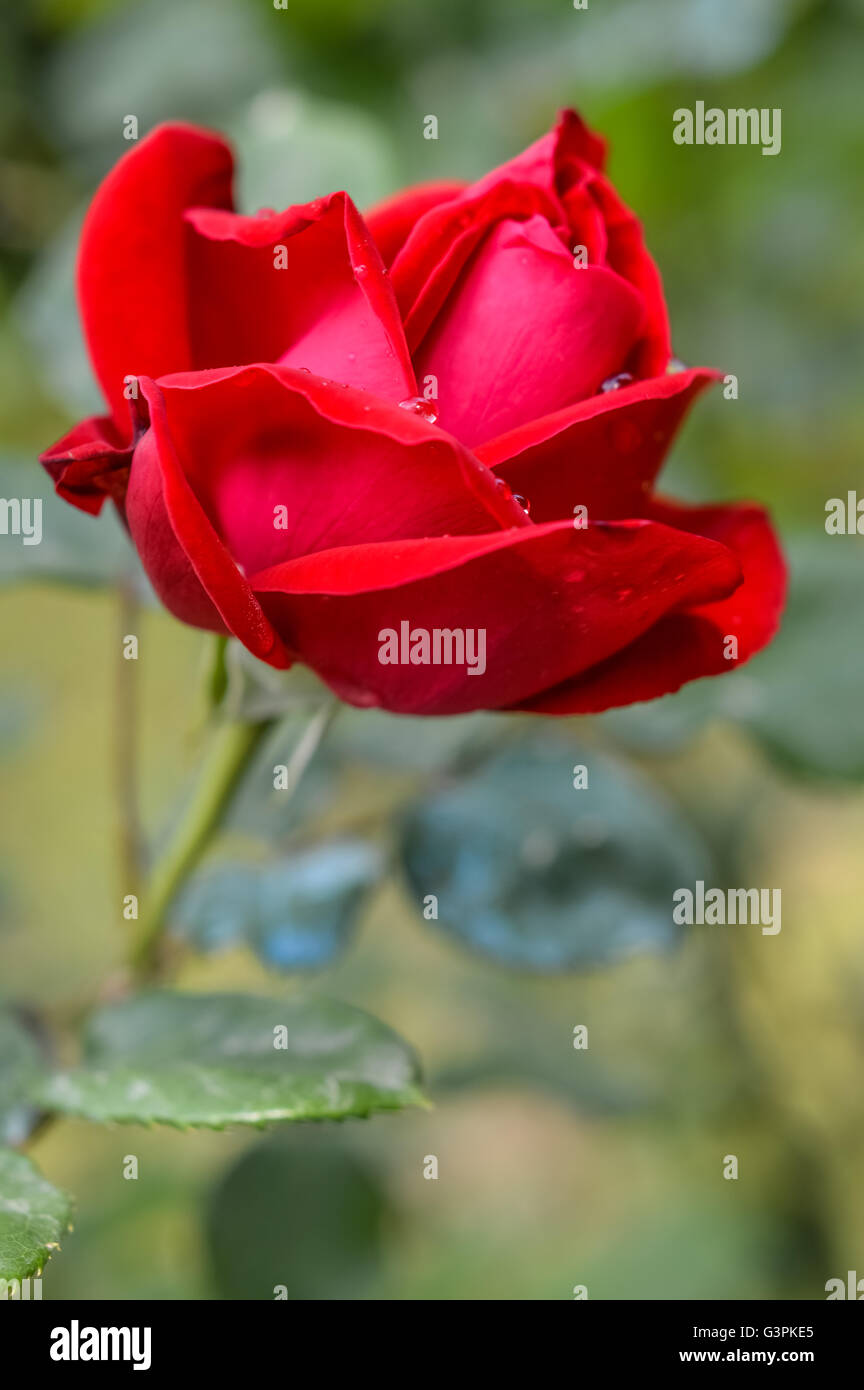beautiful red rose flowerhead with raindrops Stock Photo - Alamy