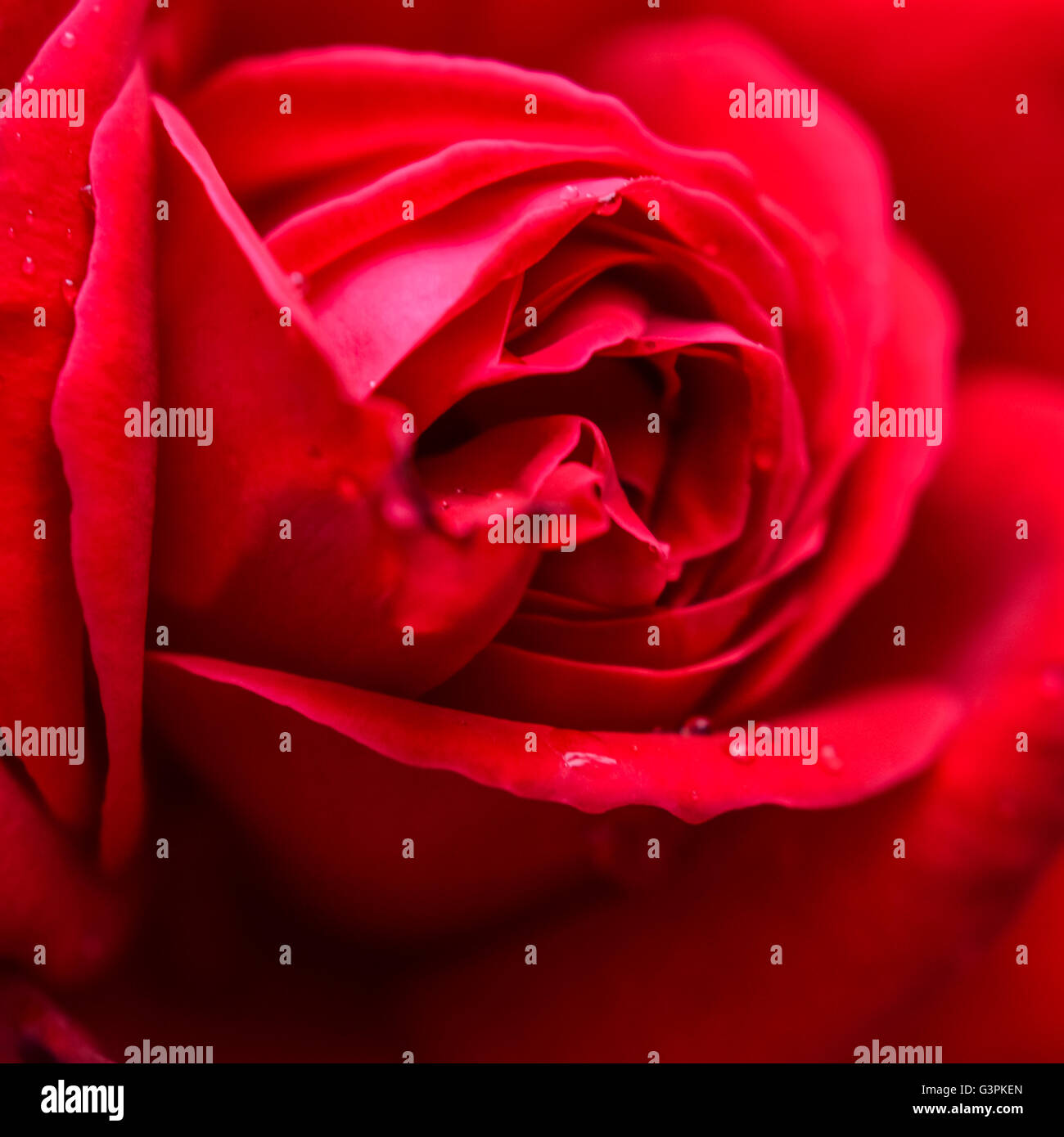 silky red rose with raindrops macro Stock Photo - Alamy