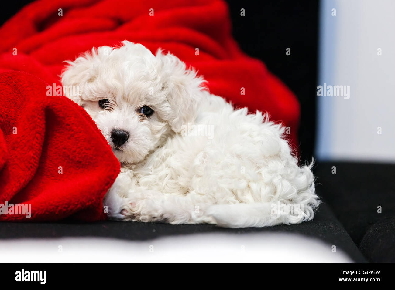cute small bichon frise puppy posing indoors, notice shallow depth of ...