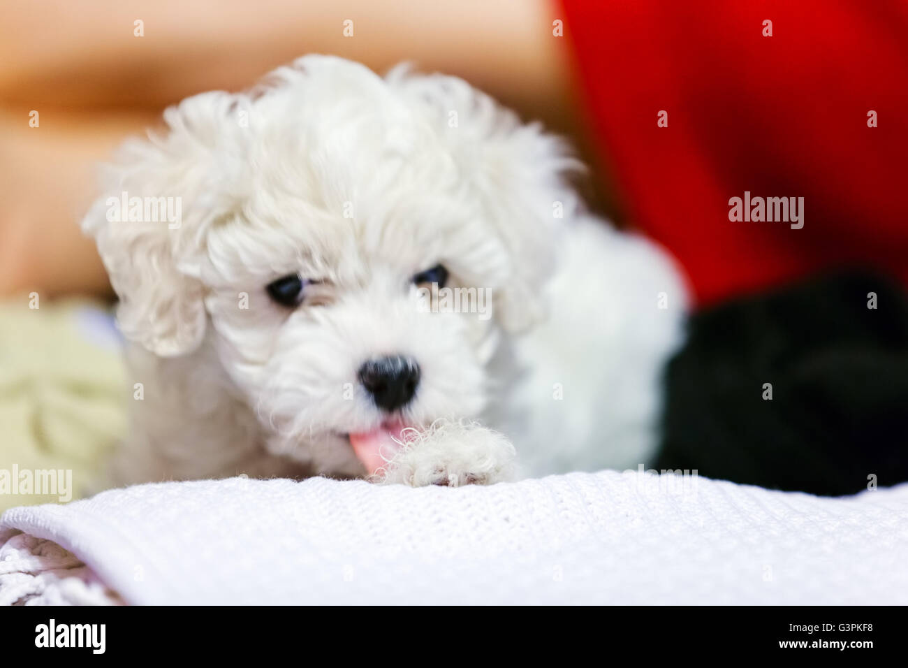 cute small bichon frise puppy posing indoors, notice shallow depth of ...