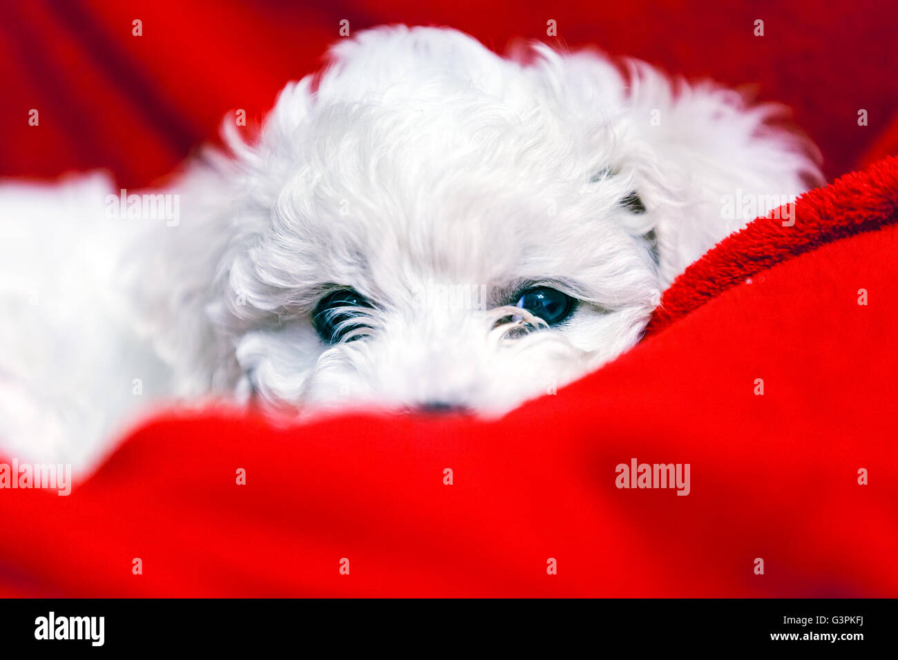 cute small bichon frise puppy posing indoors, notice shallow depth of ...