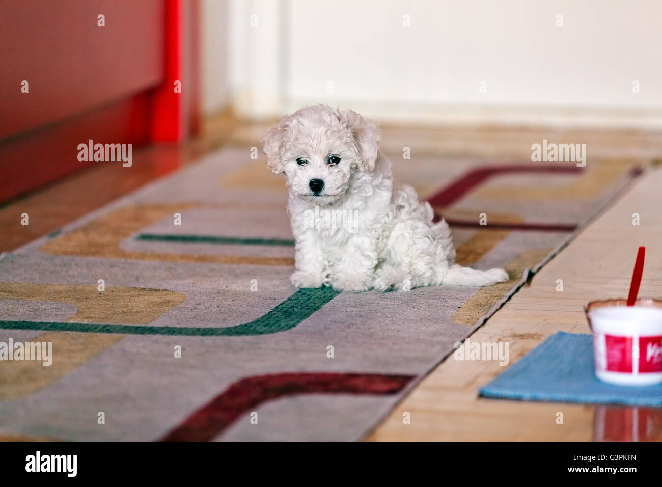 cute small bichon frise puppy posing indoors, notice shallow depth of ...