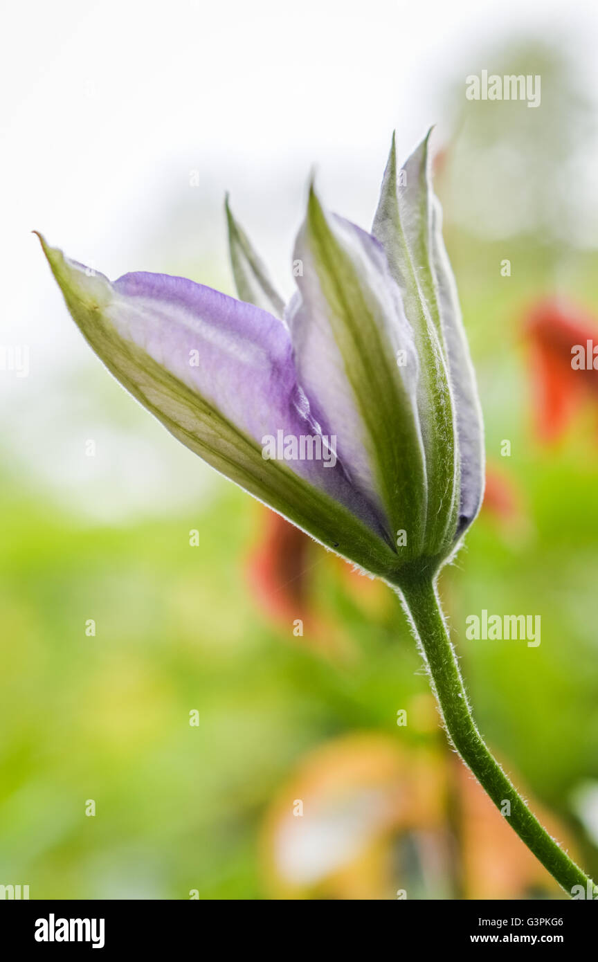 Flower stem in profile hi-res stock photography and images - Alamy