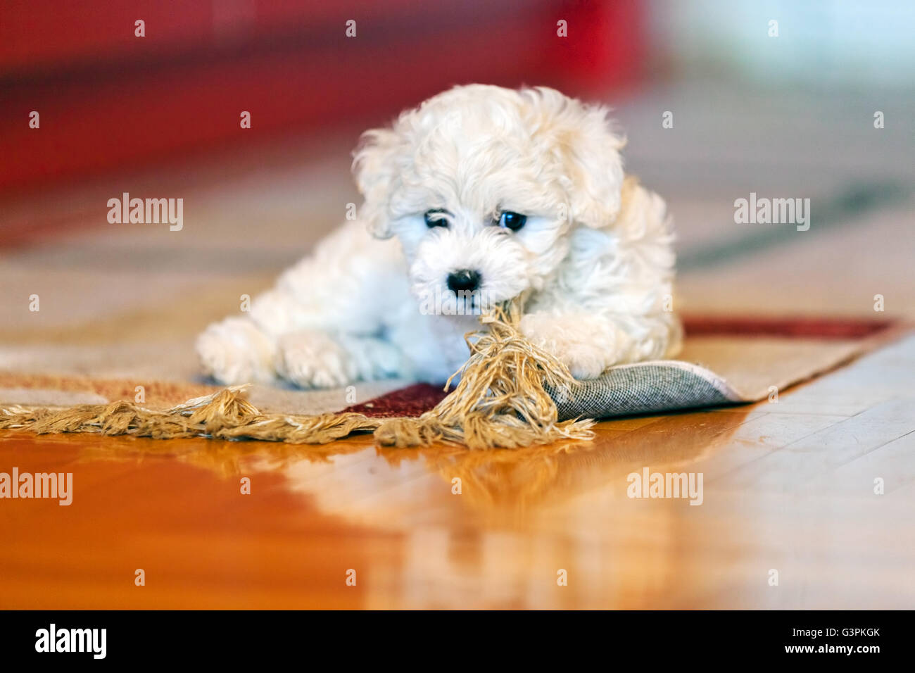 Bichon Puppy Stock Photos & Bichon Puppy Stock Images - Alamy