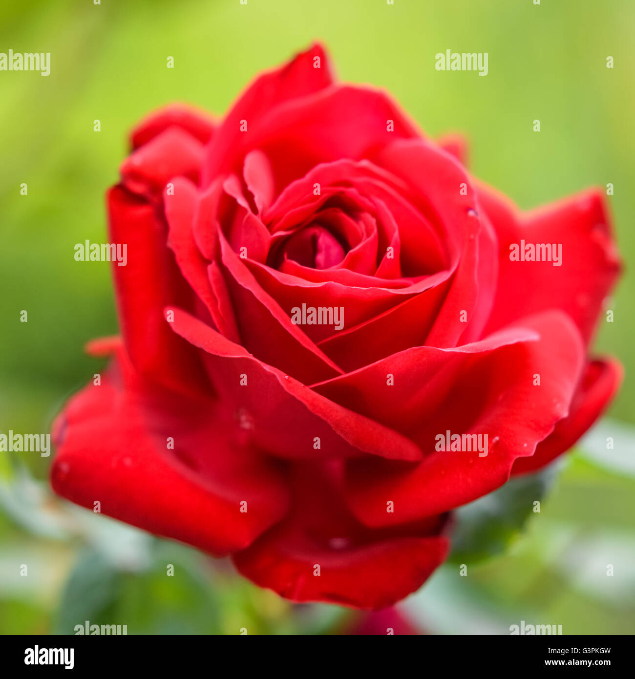 sensual red rose flowerhead with raindrops Stock Photo - Alamy