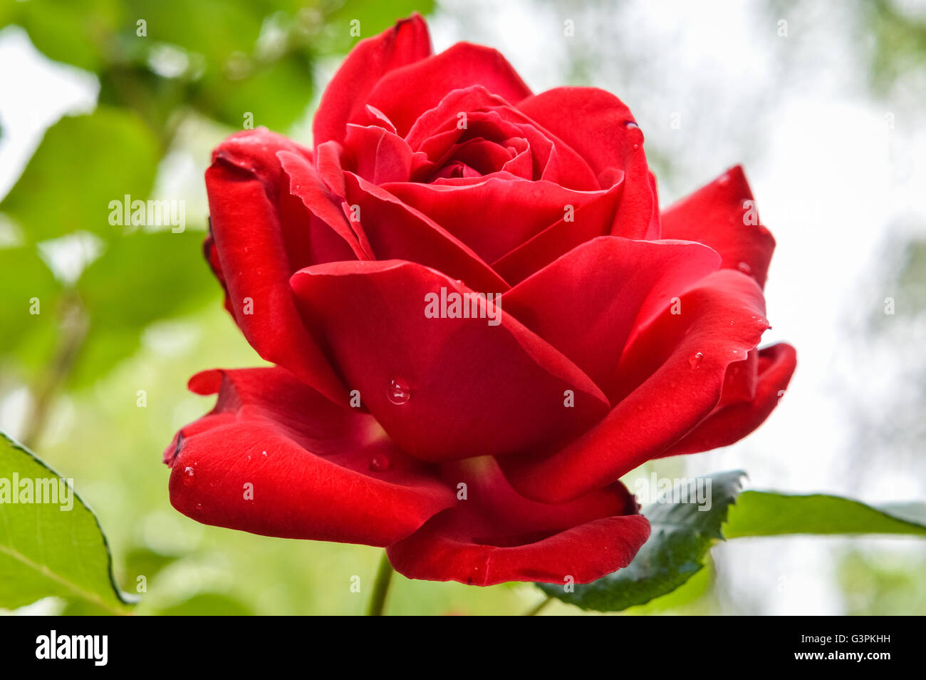 fresh red rose flowerhead with raindrops Stock Photo - Alamy