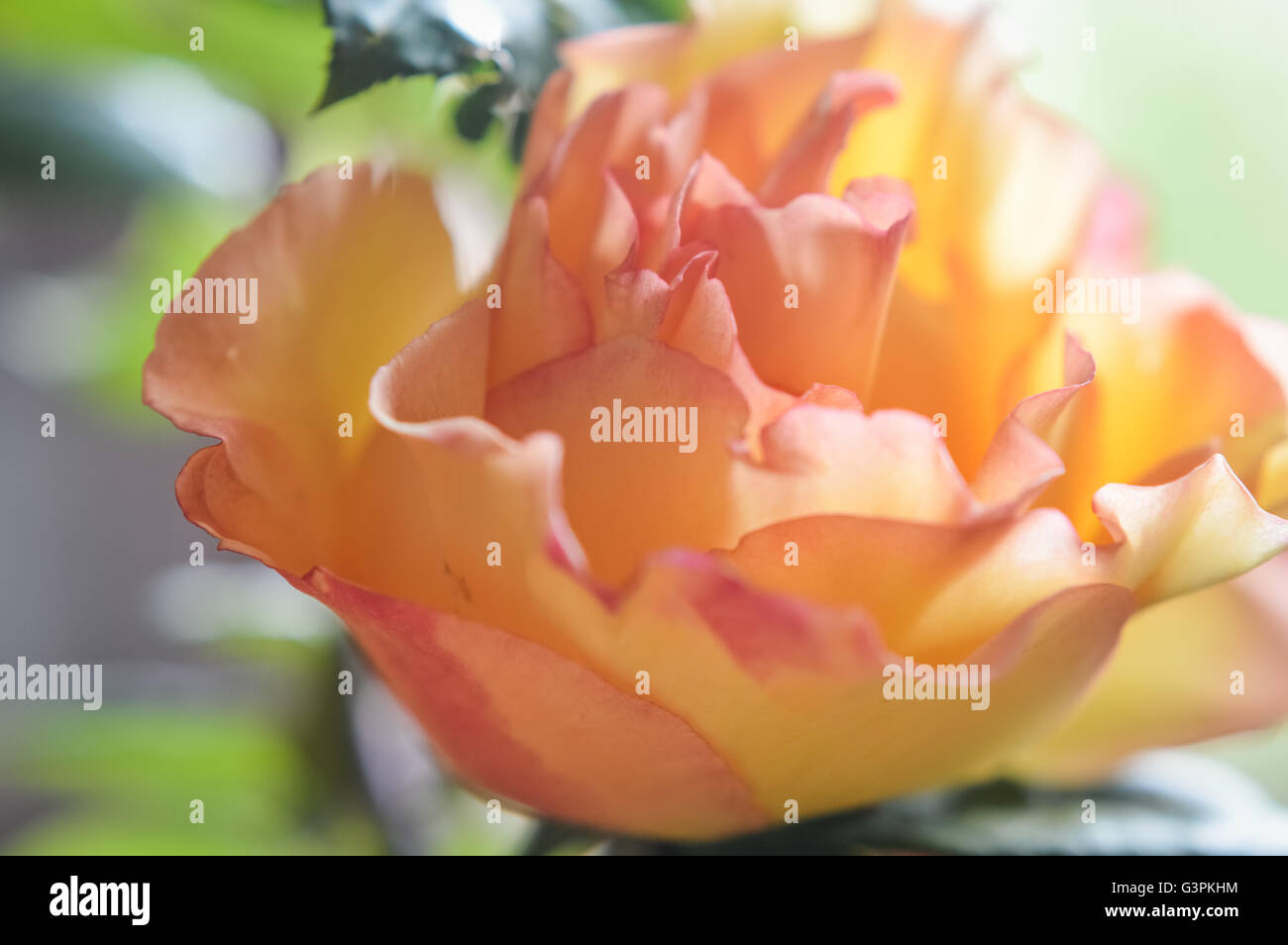 variegated pink and yellow rose Stock Photo - Alamy