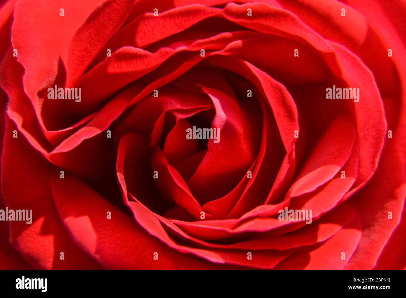 red rose abstract macro background Stock Photo - Alamy