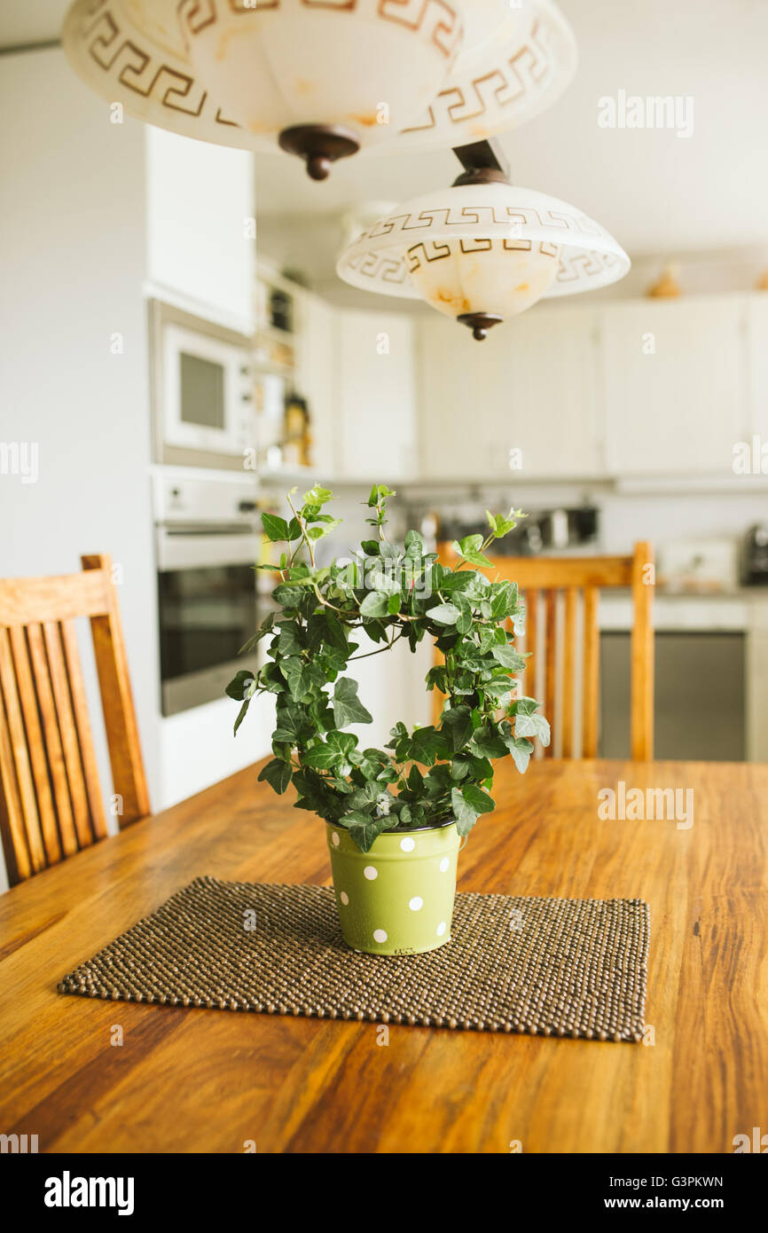 Beautiful plant on kitchen hi-res stock photography and images - Alamy