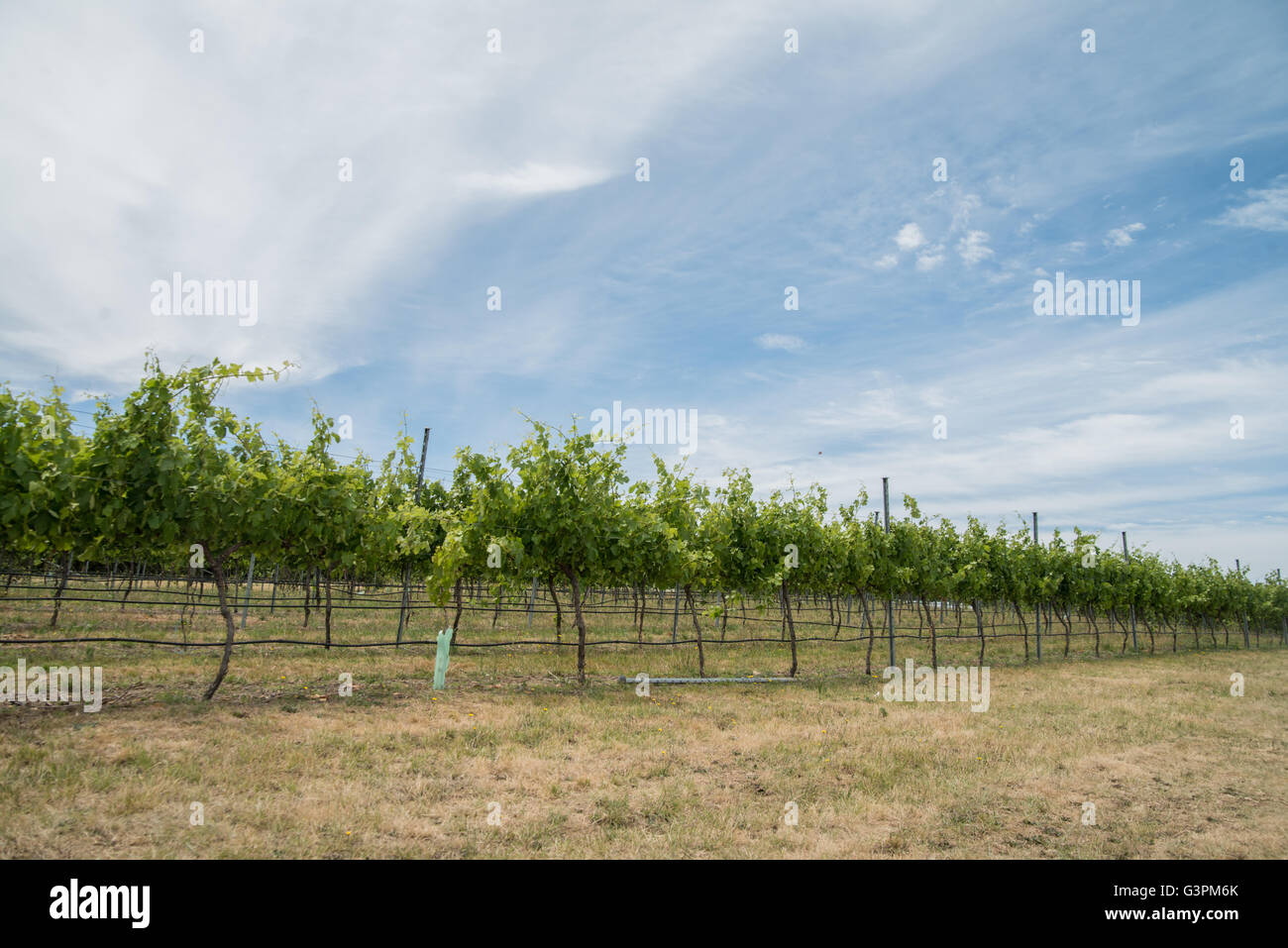 Cherry trees australia hi-res stock photography and images - Alamy