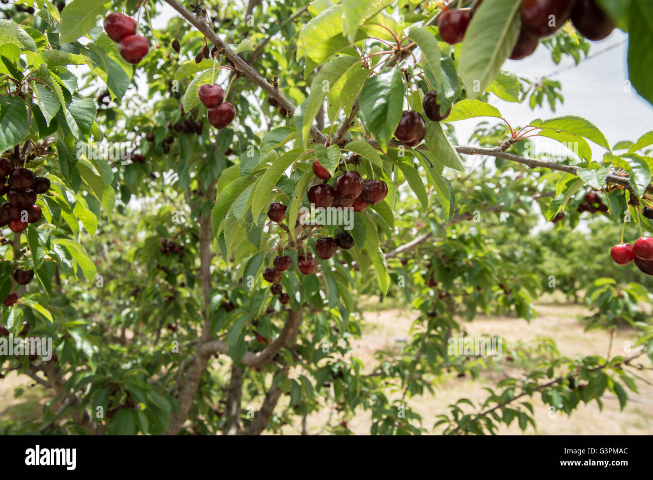 Cherry tree with ripe cherries ready to be picked and harvest Stock ...