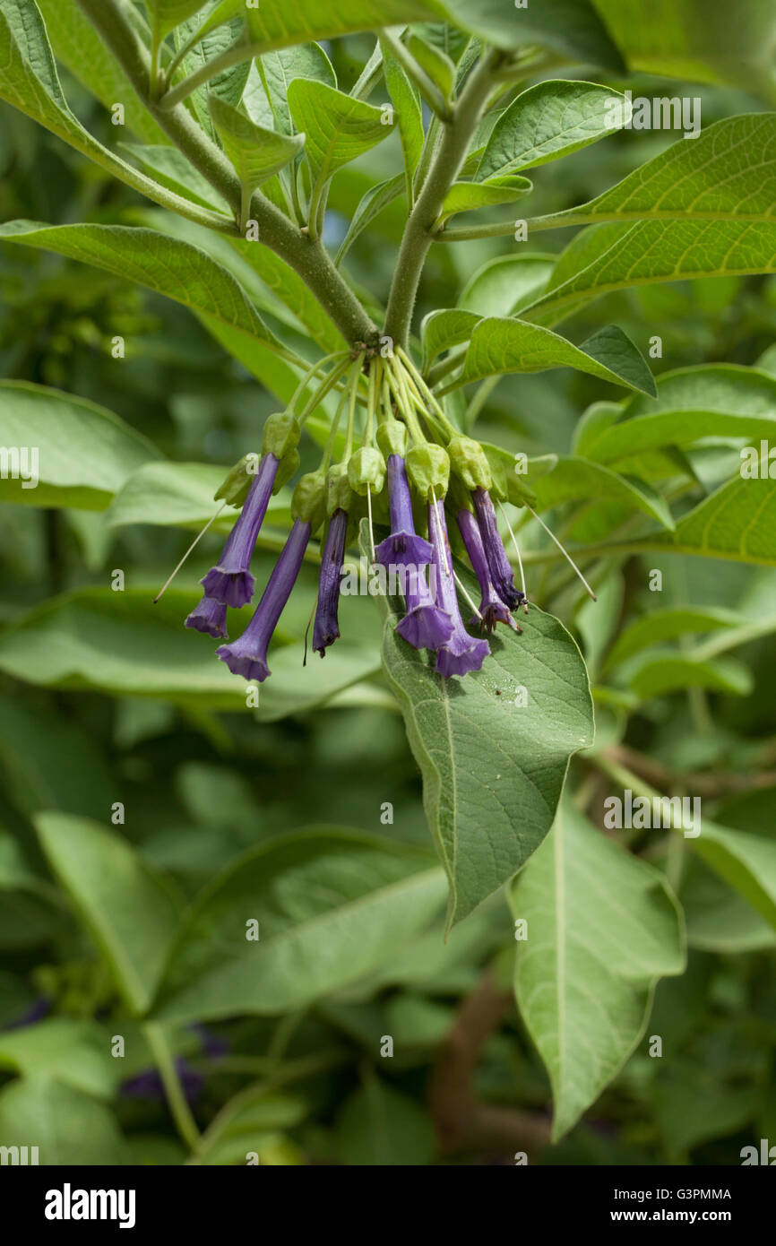 Iochroma cyaneum hi-res stock photography and images - Alamy