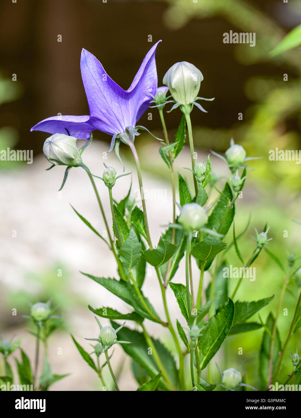 Platycodon grandiflorus hi-res stock photography and images - Alamy