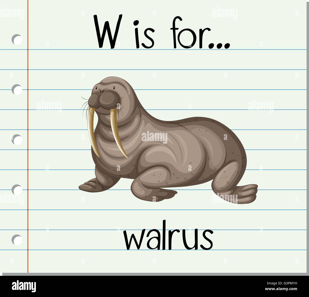 Flashcard letter W is for walrus illustration Stock Vector Image & Art ...