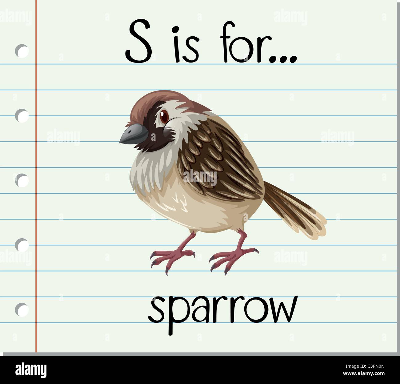 Flashcard letter S is for sparrow illustration Stock Vector Image & Art ...